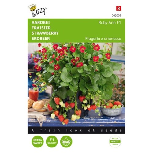 Strawberry Ruby Ann F1 Seeds - Irish Plants Direct